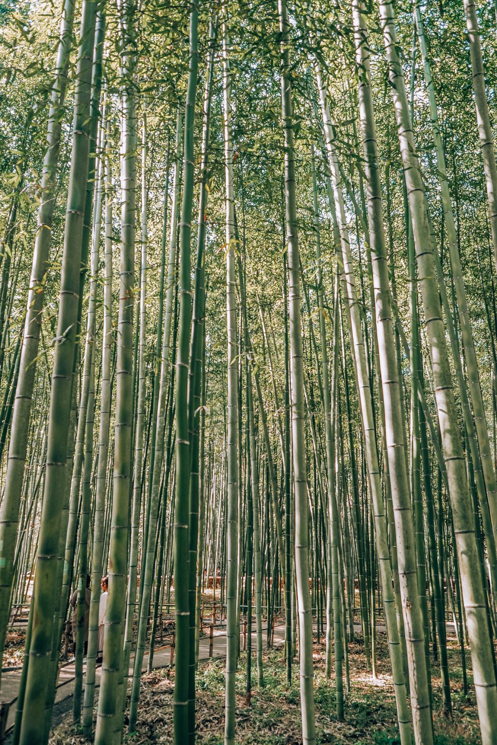 A Super Packed Kyoto 2 Day Itinerary for First Timers